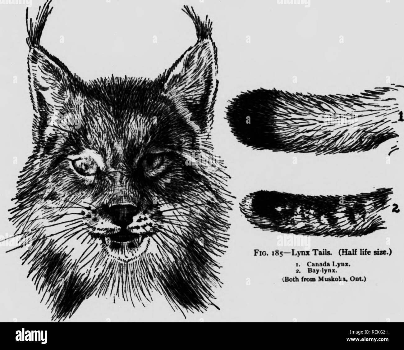 Bay lynx Black and White Stock Photos & Images - Alamy