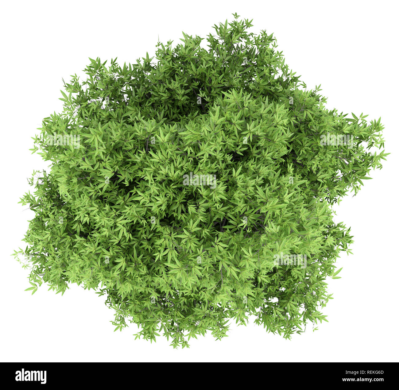 mango tree isolated on white background. top view. 3d illustration ...