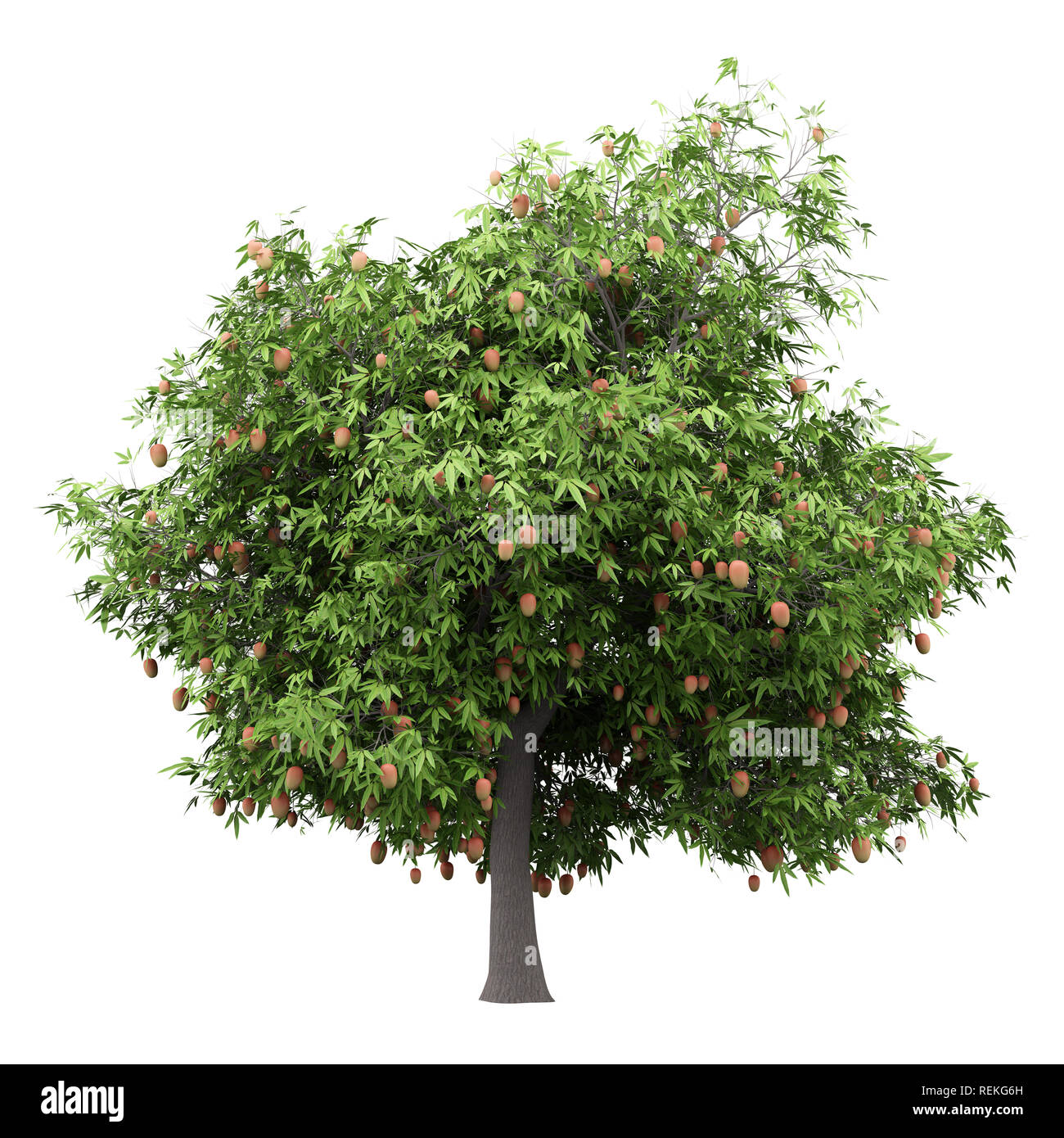 Mango 3d hi-res stock photography and images - Alamy