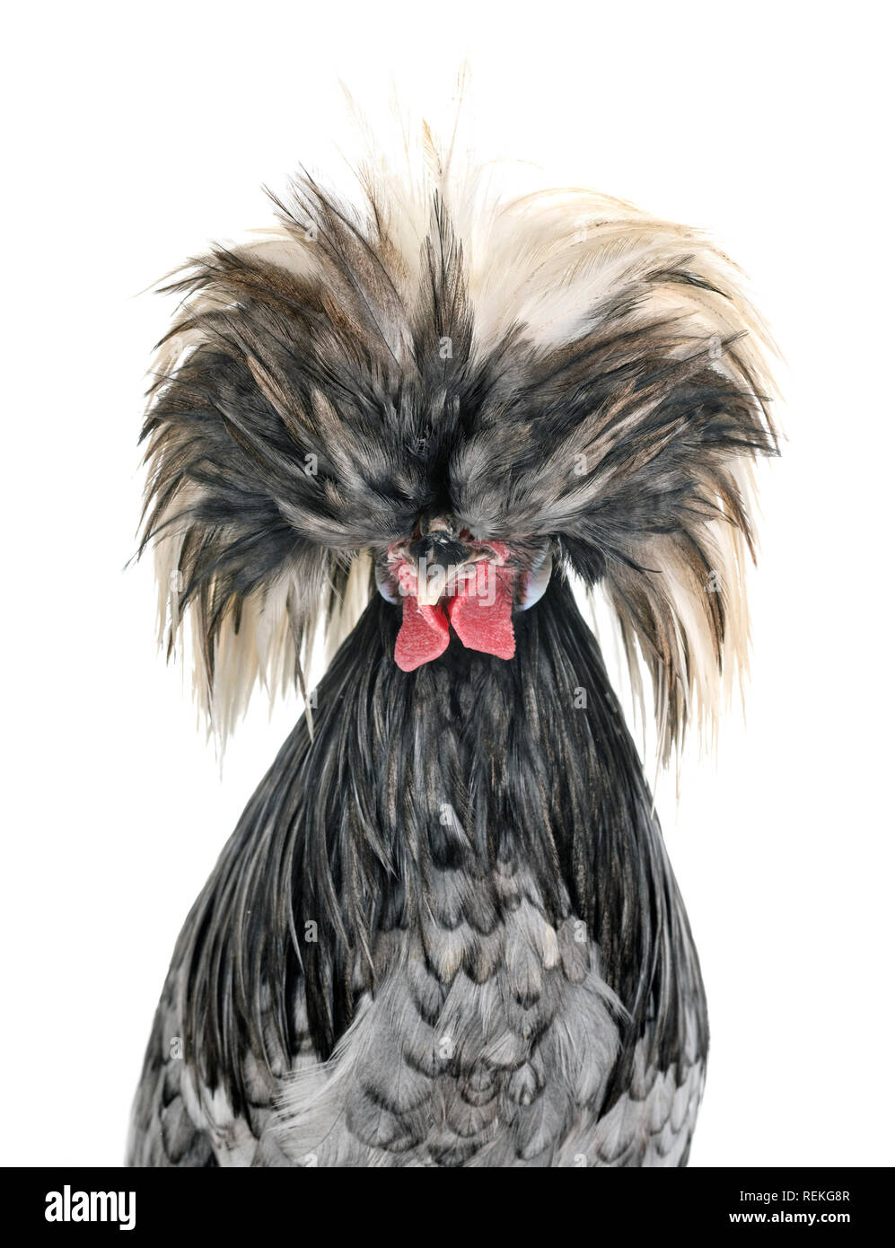 Polish chicken hi-res stock photography and images - Alamy