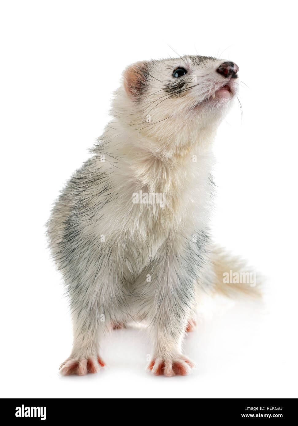 gray ferret in front of white background Stock Photo - Alamy