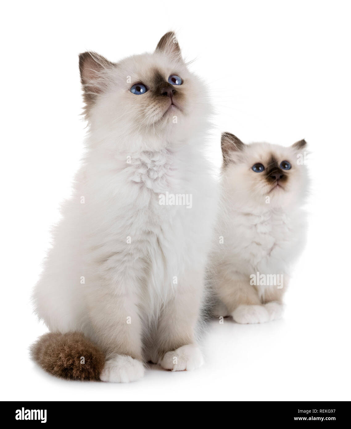 birman kitten in front of white background Stock Photo - Alamy