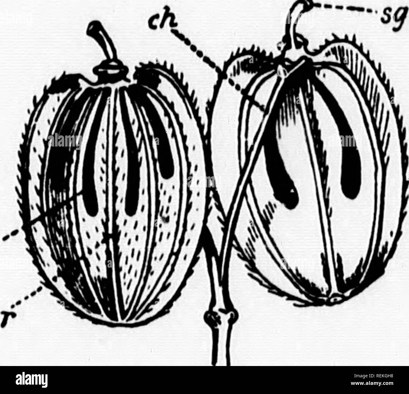 Fruit schizocarp hi-res stock photography and images - Alamy