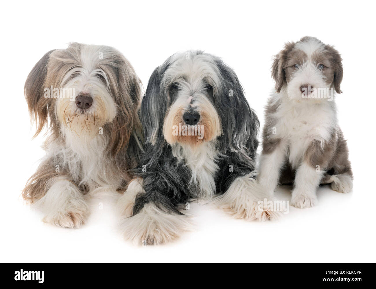 family bearded collie in front of white background Stock Photo - Alamy