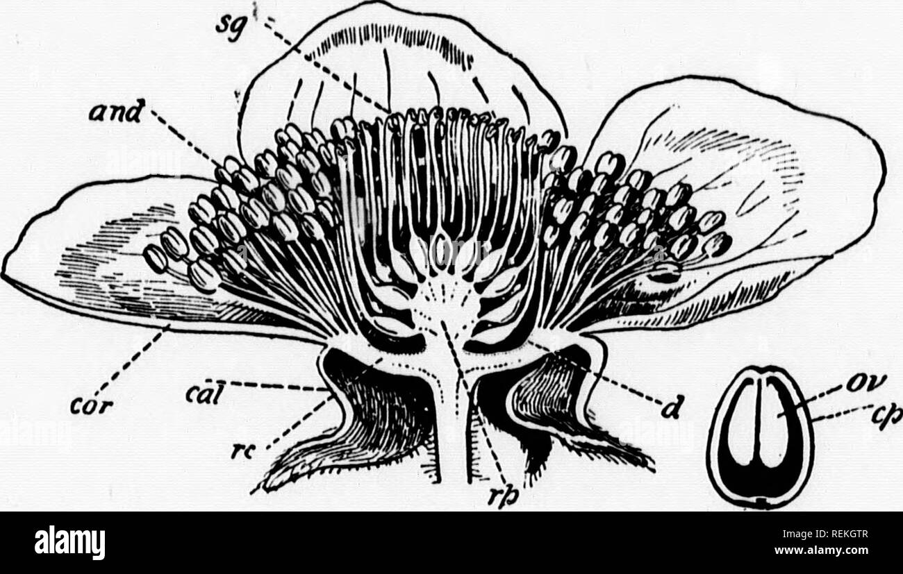 Fleshy receptacle hi-res stock photography and images - Alamy