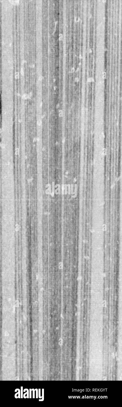 Cross lake saskatchewan Black and White Stock Photos & Images - Alamy