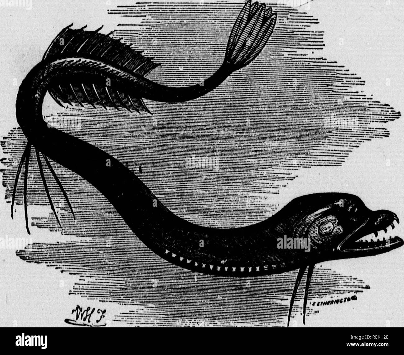 . Sea and land [microform] : an illustrated history of the wonderful ...