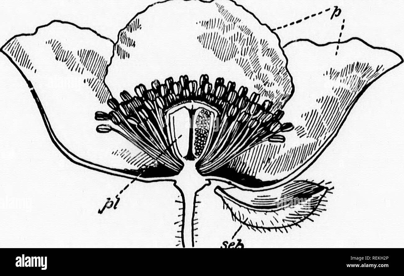 Ovary of a poppy Black and White Stock Photos & Images - Alamy