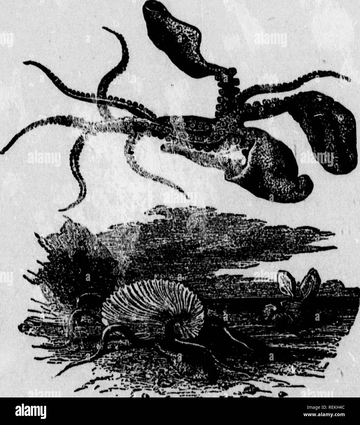 . Sea and land [microform] : an illustrated history of the wonderful ...