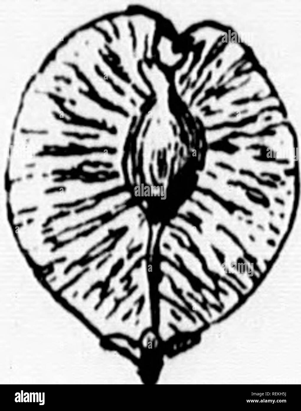. Elementary botany [microform]. Botany; Botanique. 96 DISPERSAL OF ...