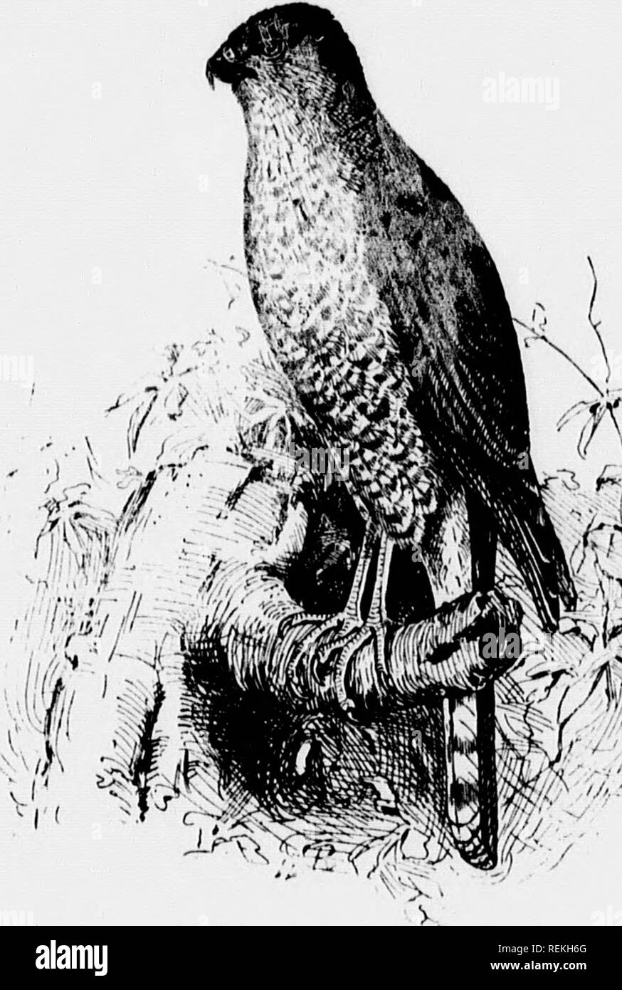 Chicken Hawk Drawing