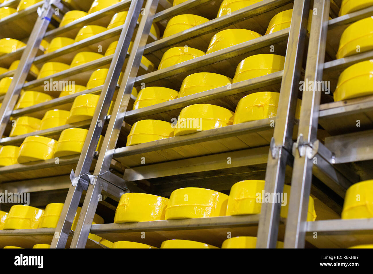 Big heads of yellow fresh cheese in cheese factory background Stock ...