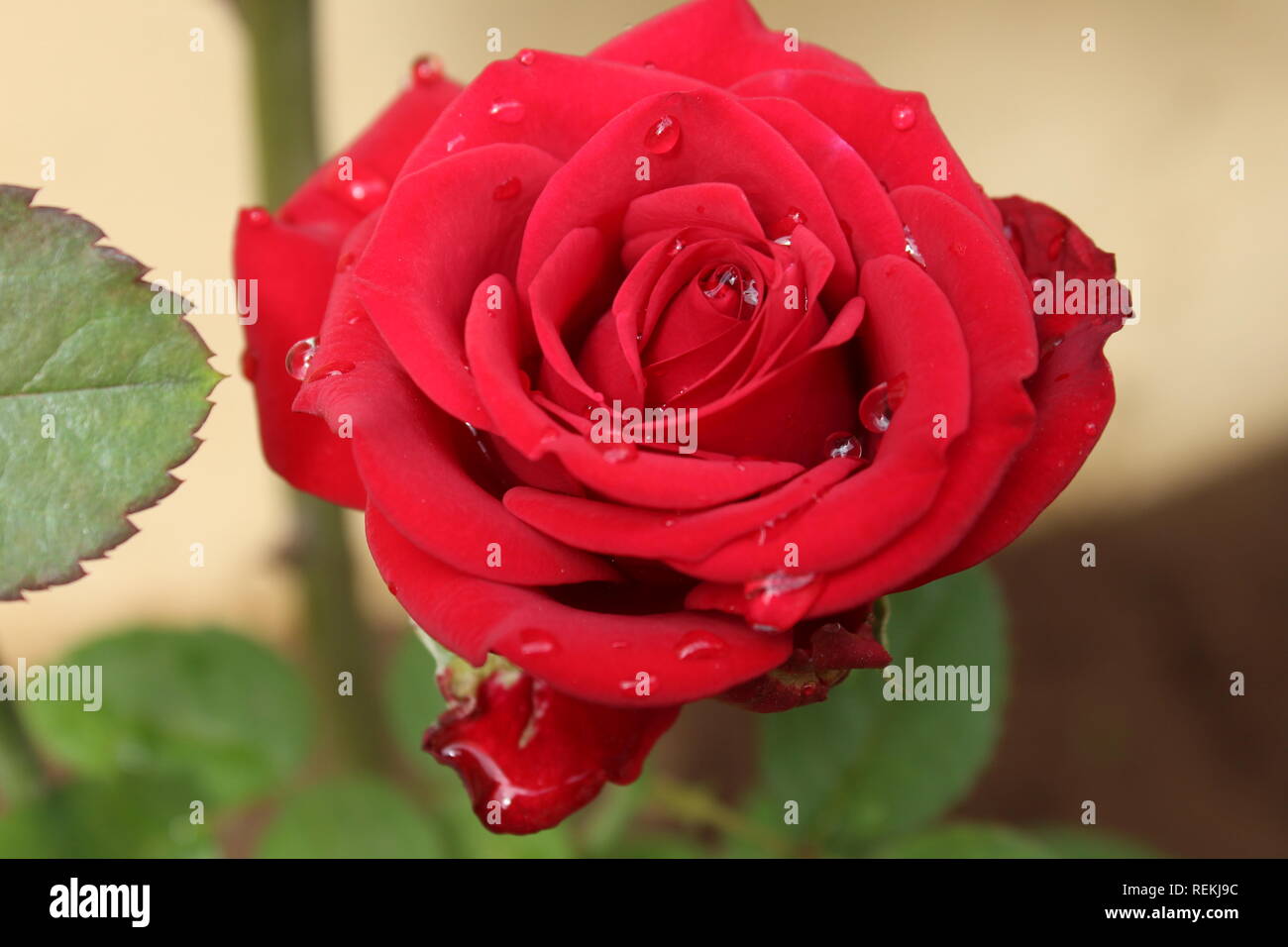 Beautiful red rose and water drop Stock Photo - Alamy