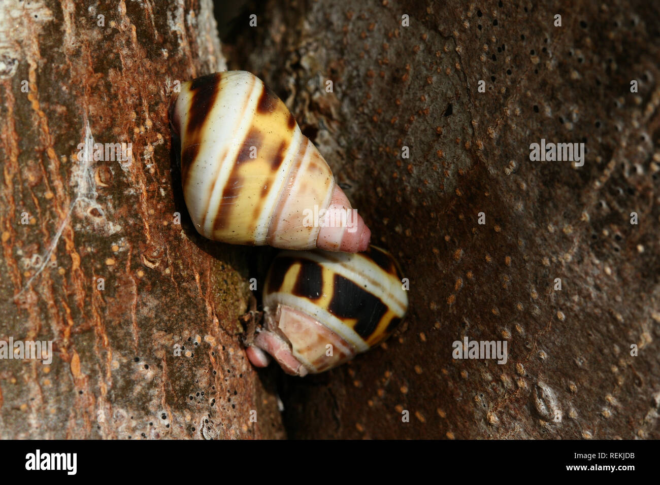Gumbo limbo tree hi-res stock photography and images - Alamy