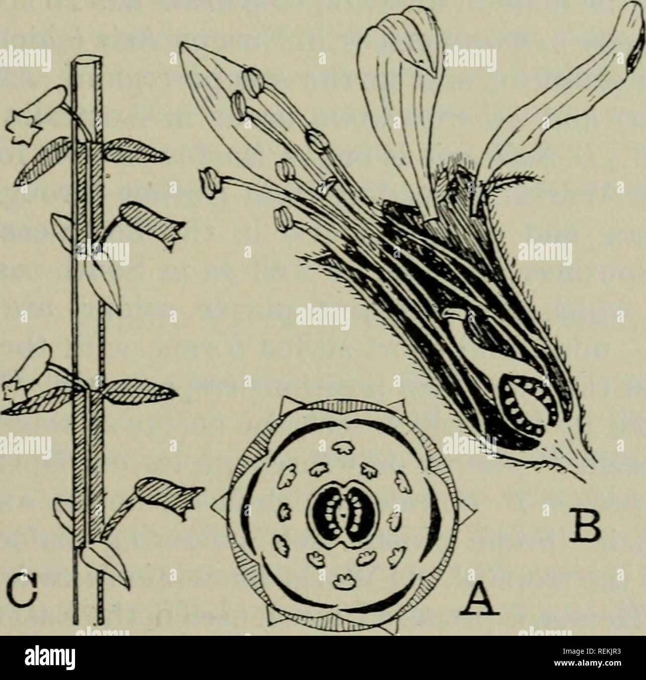 Epicalyx hi-res stock photography and images - Alamy