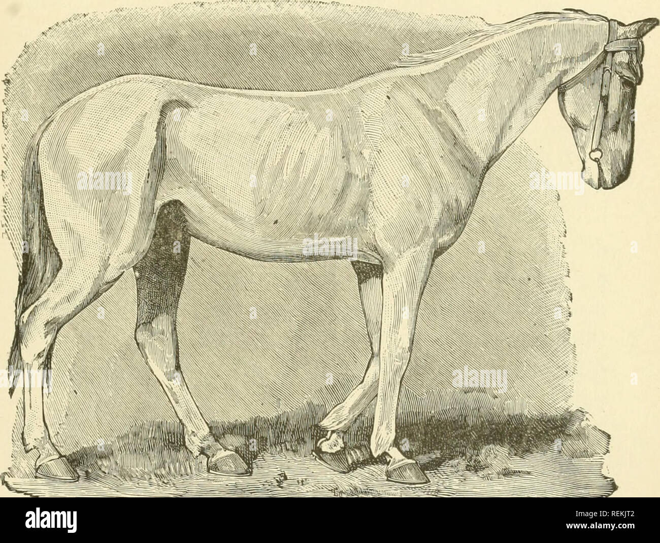 Lame Horses High Resolution Stock Photography and Images - Alamy