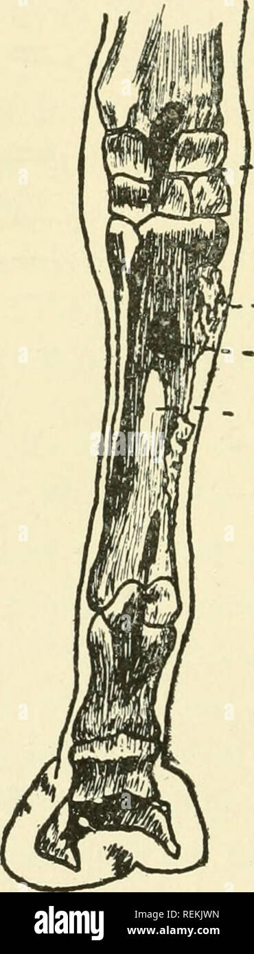 . The clinical diagnosis of lameness in the horse. Horses. 60 LAMENESS ...
