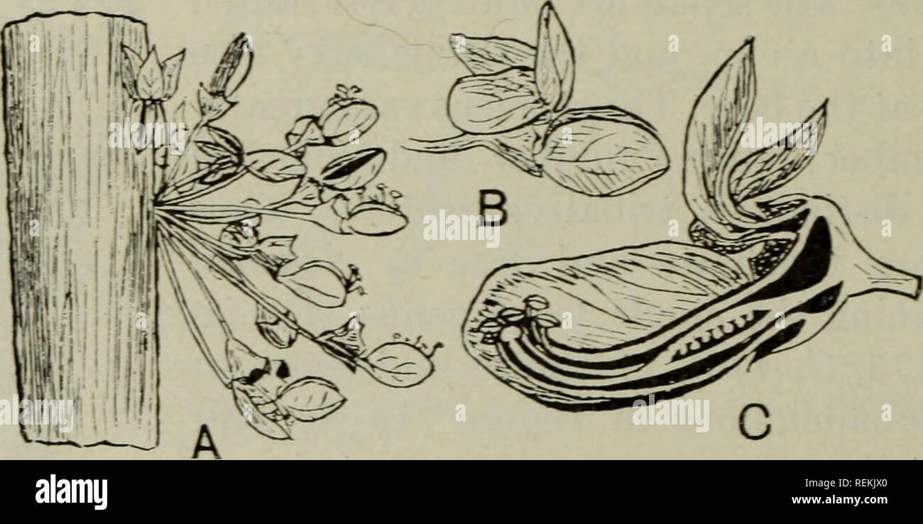 . The classification of flowering plants. Plants. 356 FLOWERIXG PLANTS ...