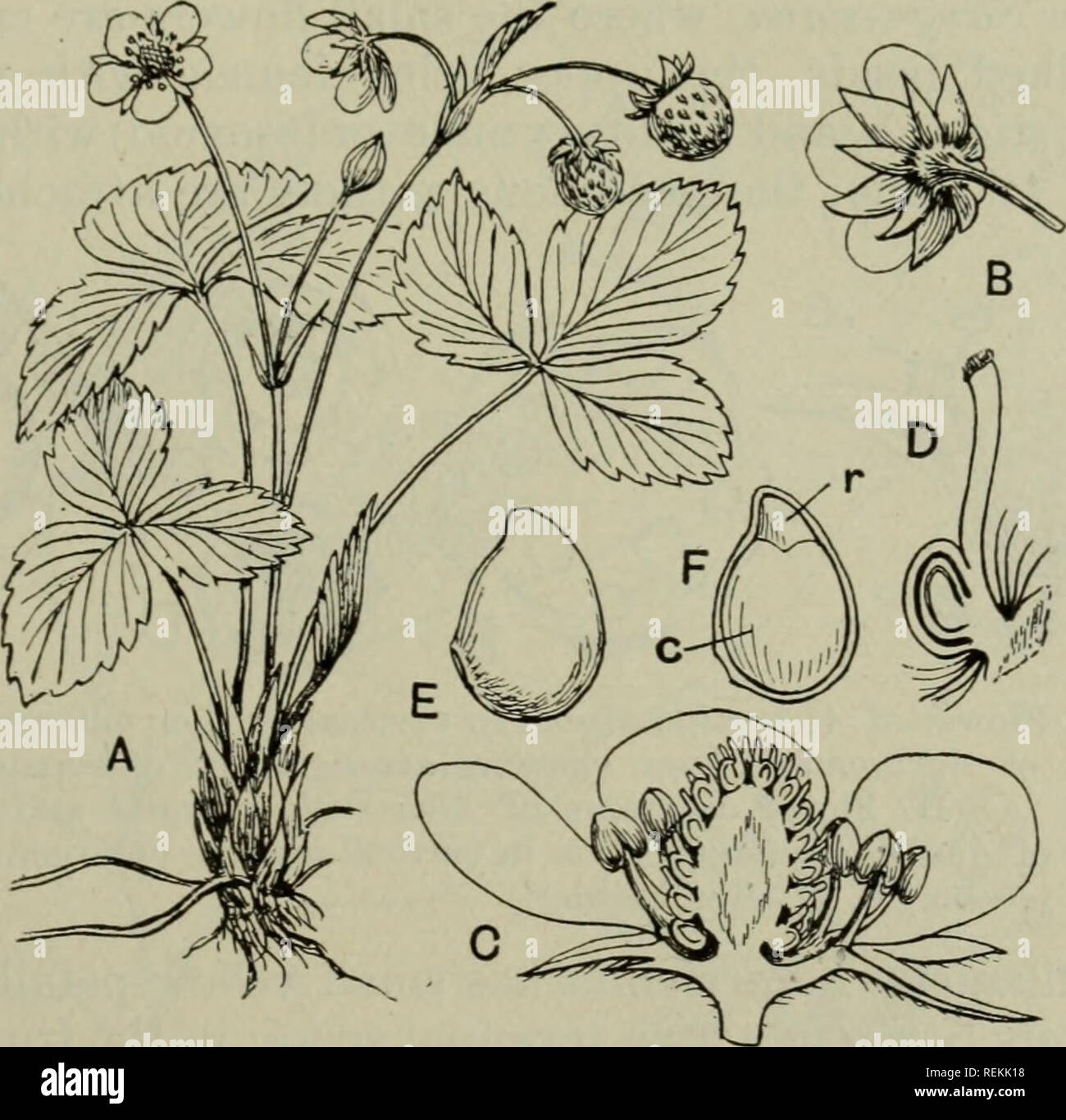 Epicalyx hi-res stock photography and images - Alamy