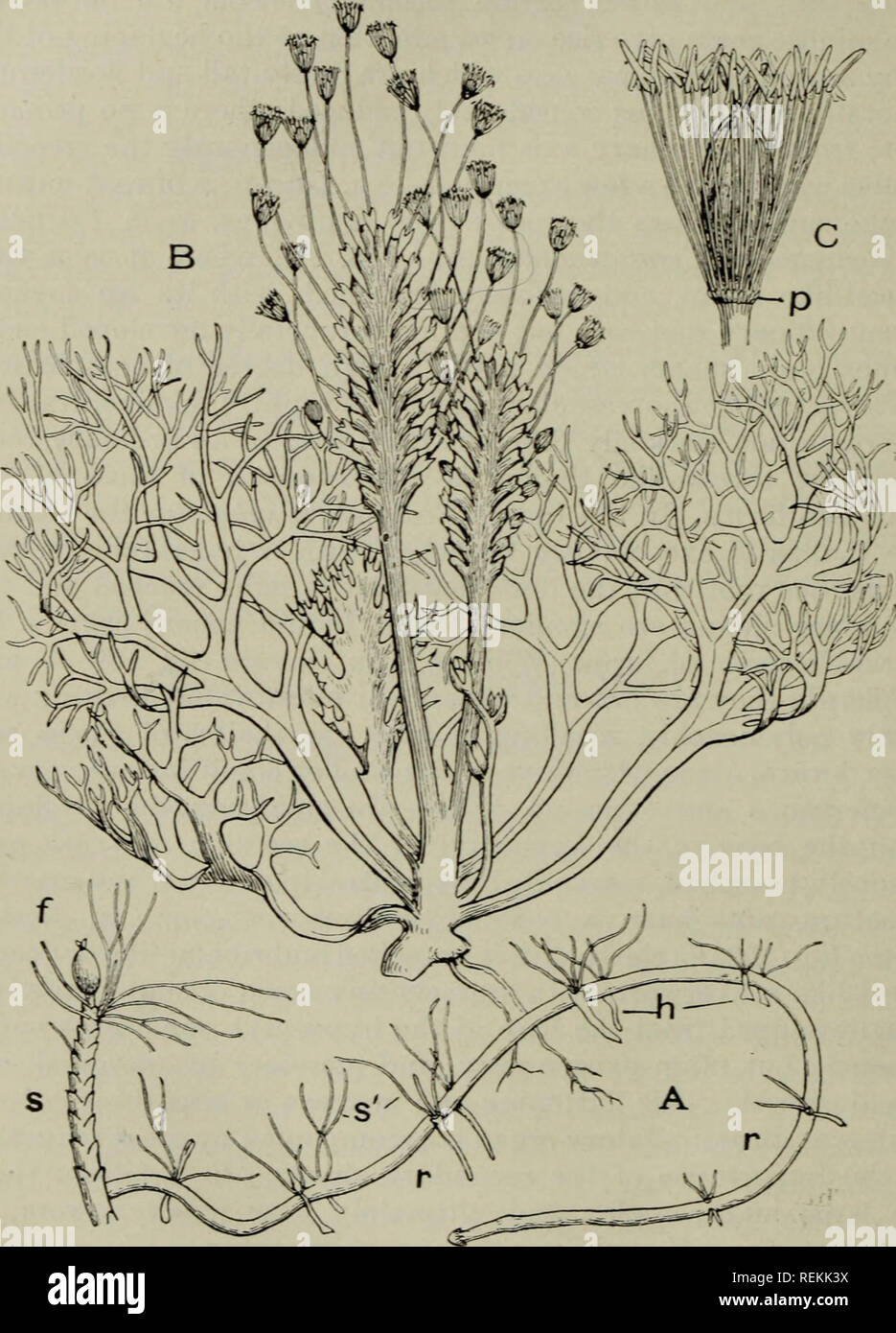 . The classification of flowering plants. Plants. 328 FLOWERIXG PLANTS ...