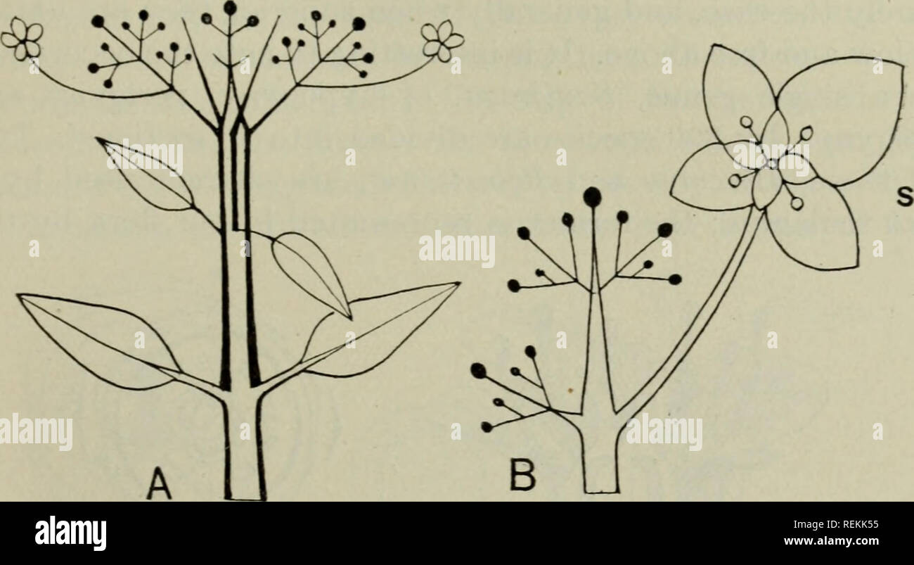Monochasial hi-res stock photography and images - Alamy