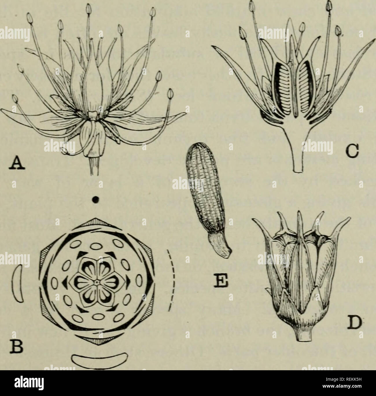 . The classification of flowering plants. Plants. CEASSULACEAE 315 ...
