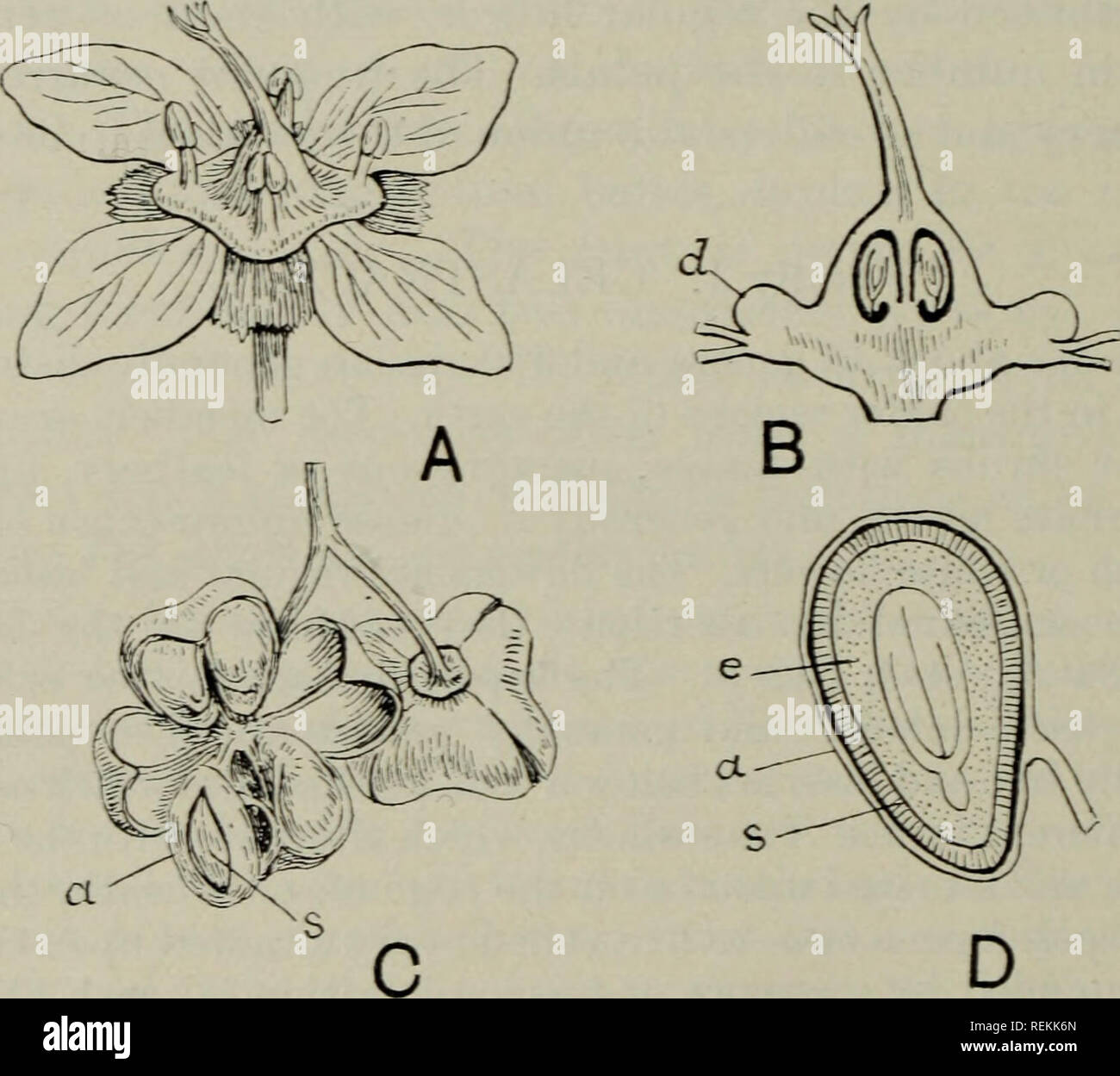 Celastrus edulis hi-res stock photography and images - Alamy