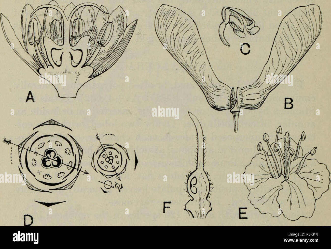 Imparipinnate leaves hi-res stock photography and images - Alamy
