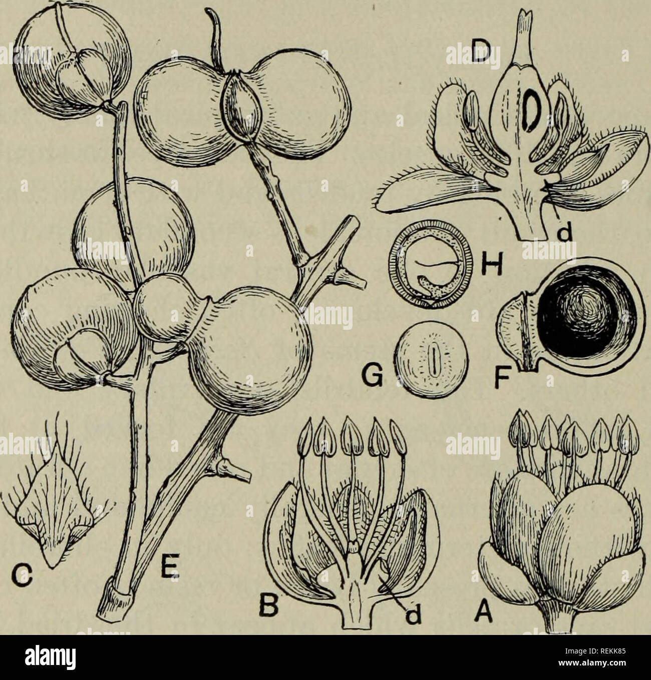 Fruiting chamber hi-res stock photography and images - Alamy