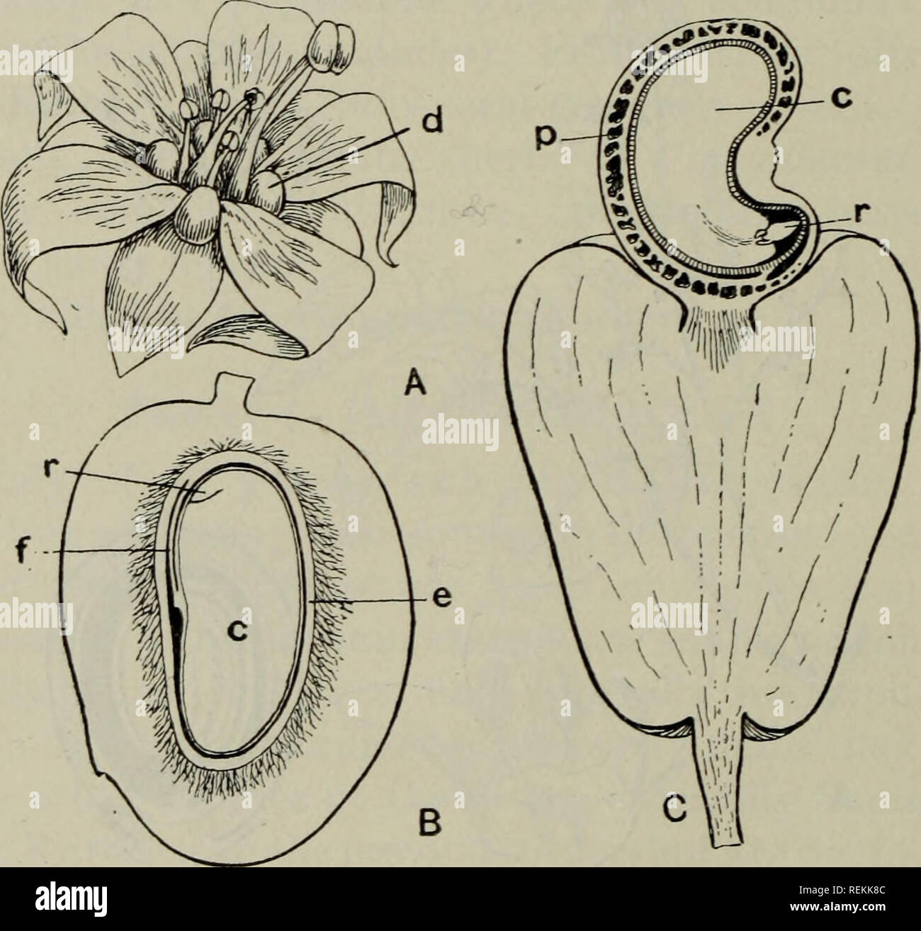 . The classification of flowering plants. Plants. 294 FLOWERING PLANTS ...