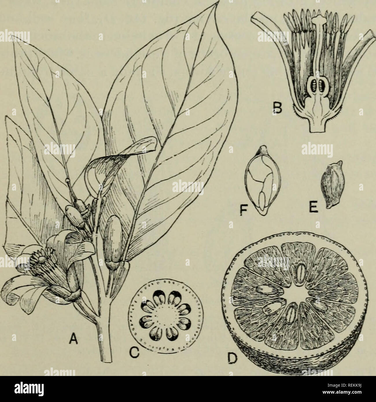. The classification of flowering plants. Plants. RUTACEAE 287 ...