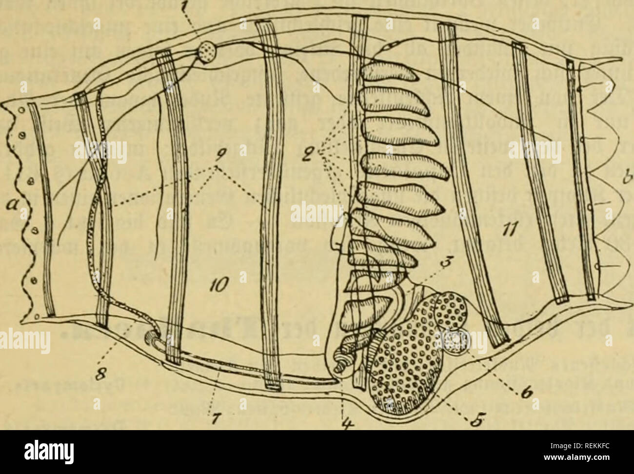 Thaliacea hi-res stock photography and images - Alamy