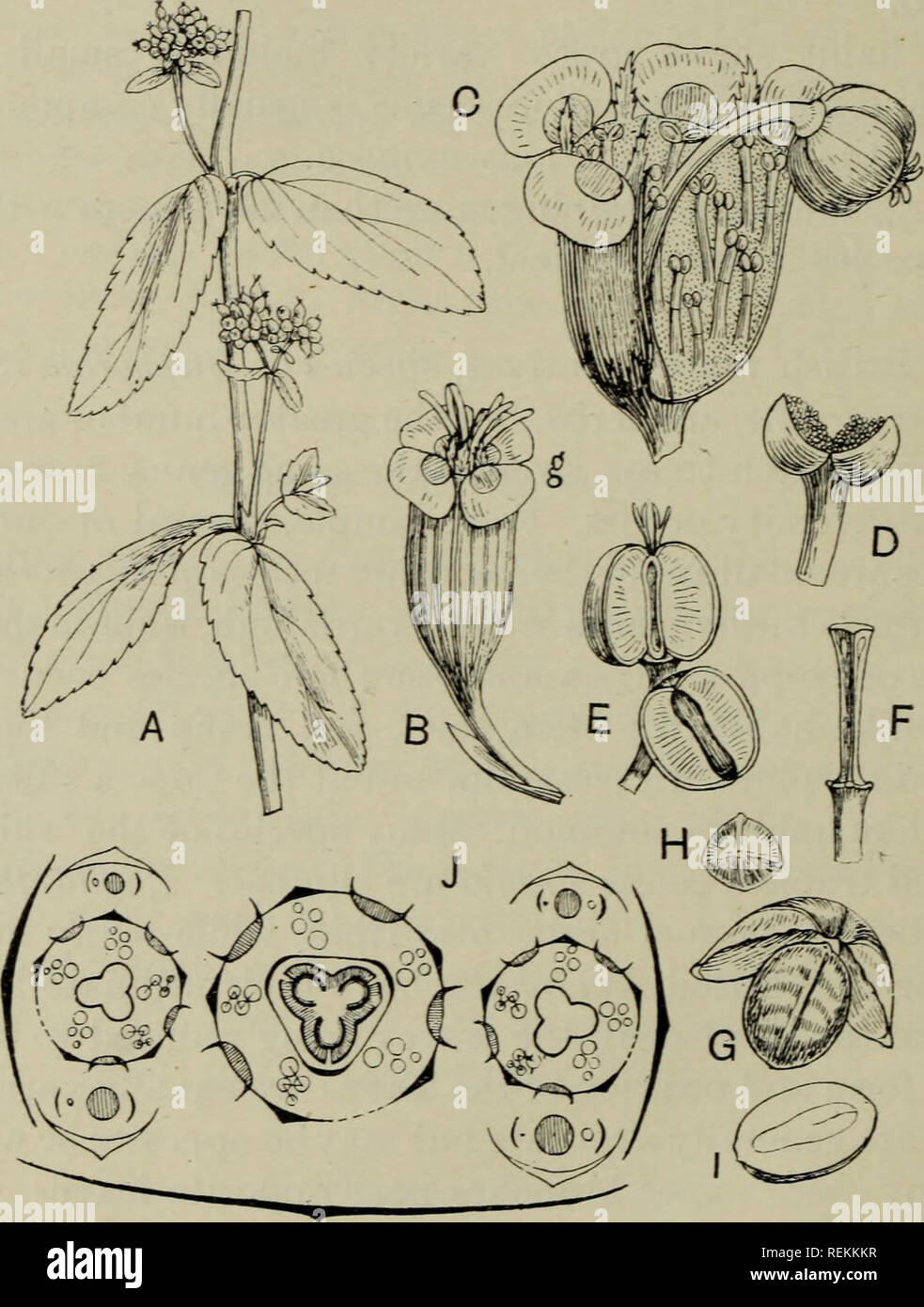 . The classification of flowering plants. Plants. 258 FLOWERING PLANTS ...