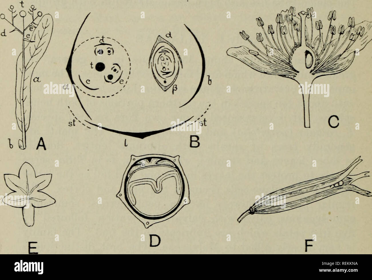 Deeply four lobed flower hi-res stock photography and images - Alamy