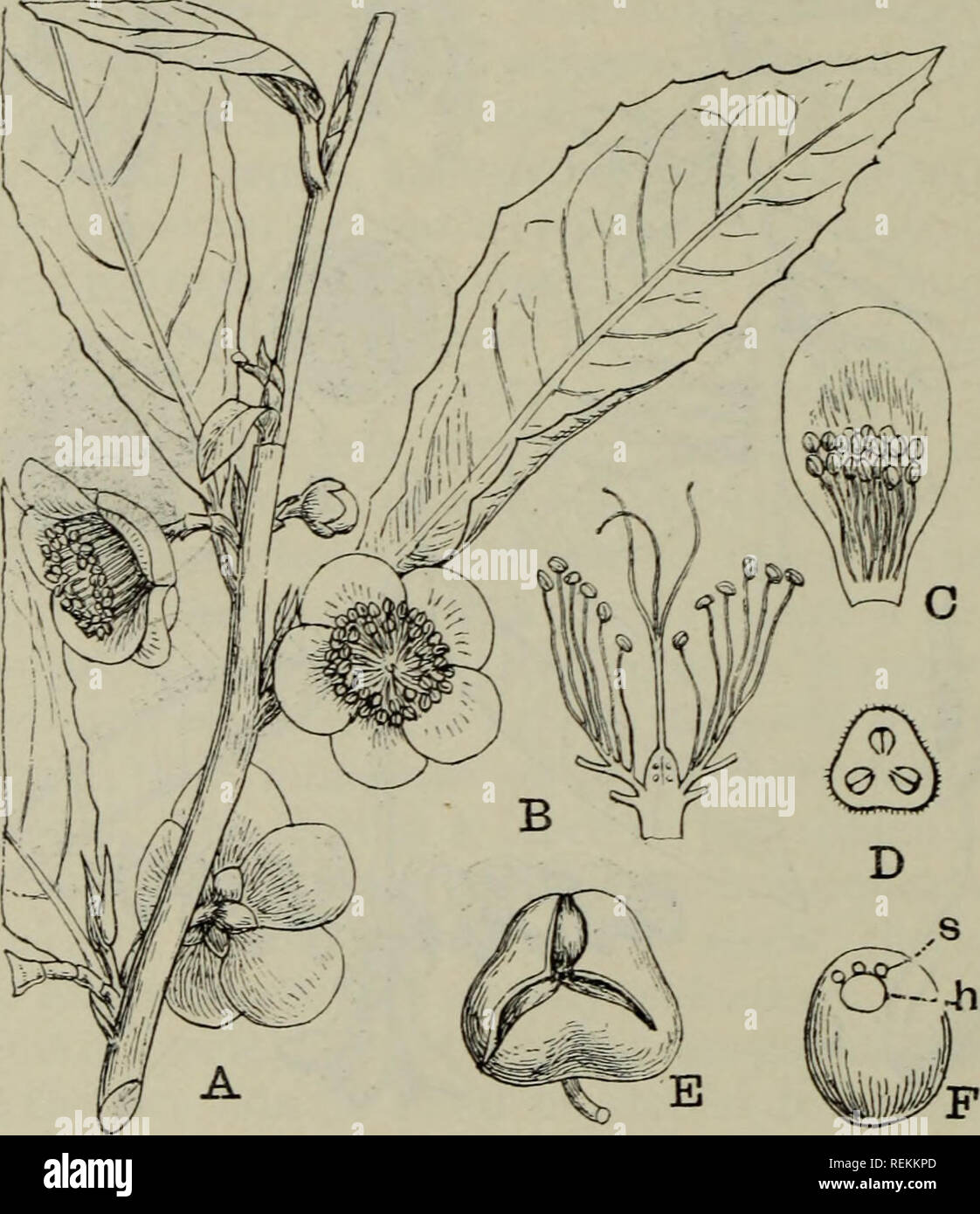 Exstipulate High Resolution Stock Photography and Images - Alamy