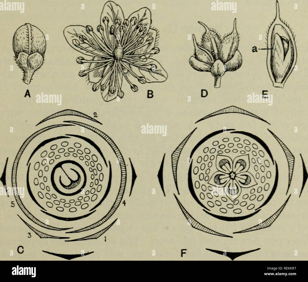 Five free sepals hi-res stock photography and images - Alamy