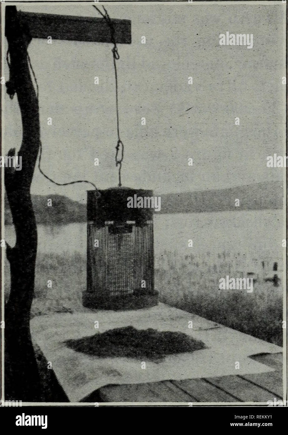 . The Clear Lake gnat. Diptera; Diptera. Bul. 607] The Clear Lake Gnat ...