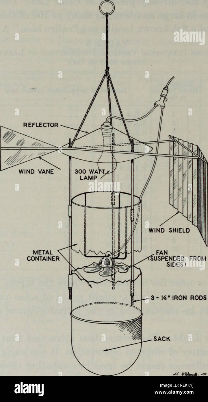 . The Clear Lake gnat. Diptera; Diptera. 18 University of California ...