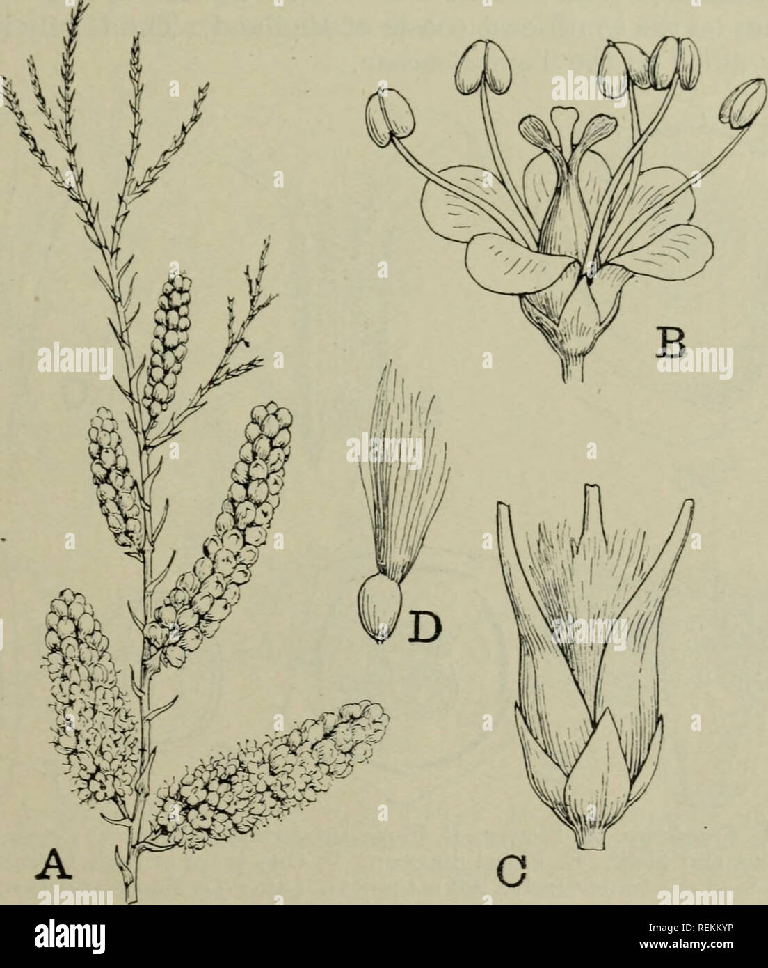 Ligular hi-res stock photography and images - Alamy