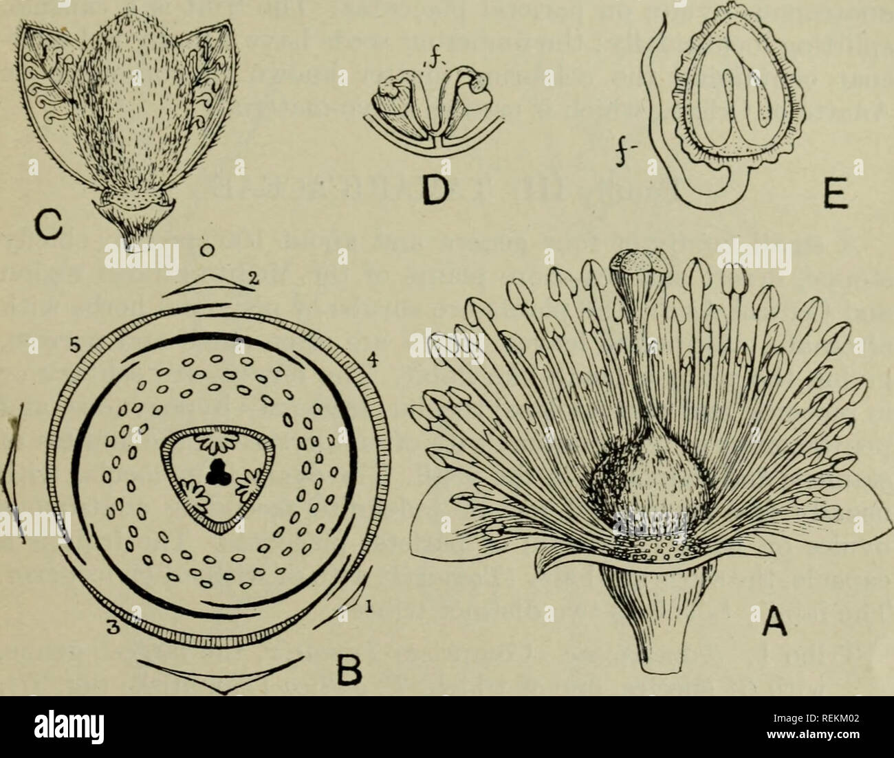 Polymorphus hi-res stock photography and images - Alamy