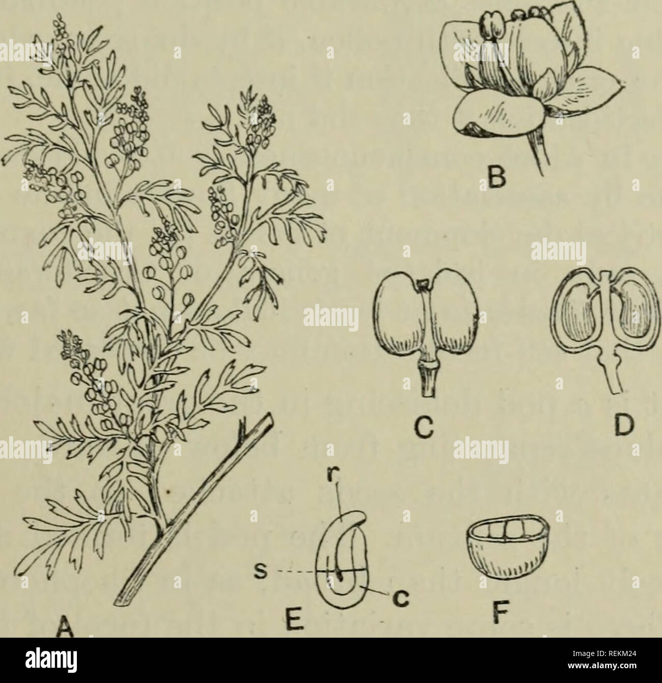 . The classification of flowering plants. Plants. CRUCIFERAE 181 tains ...