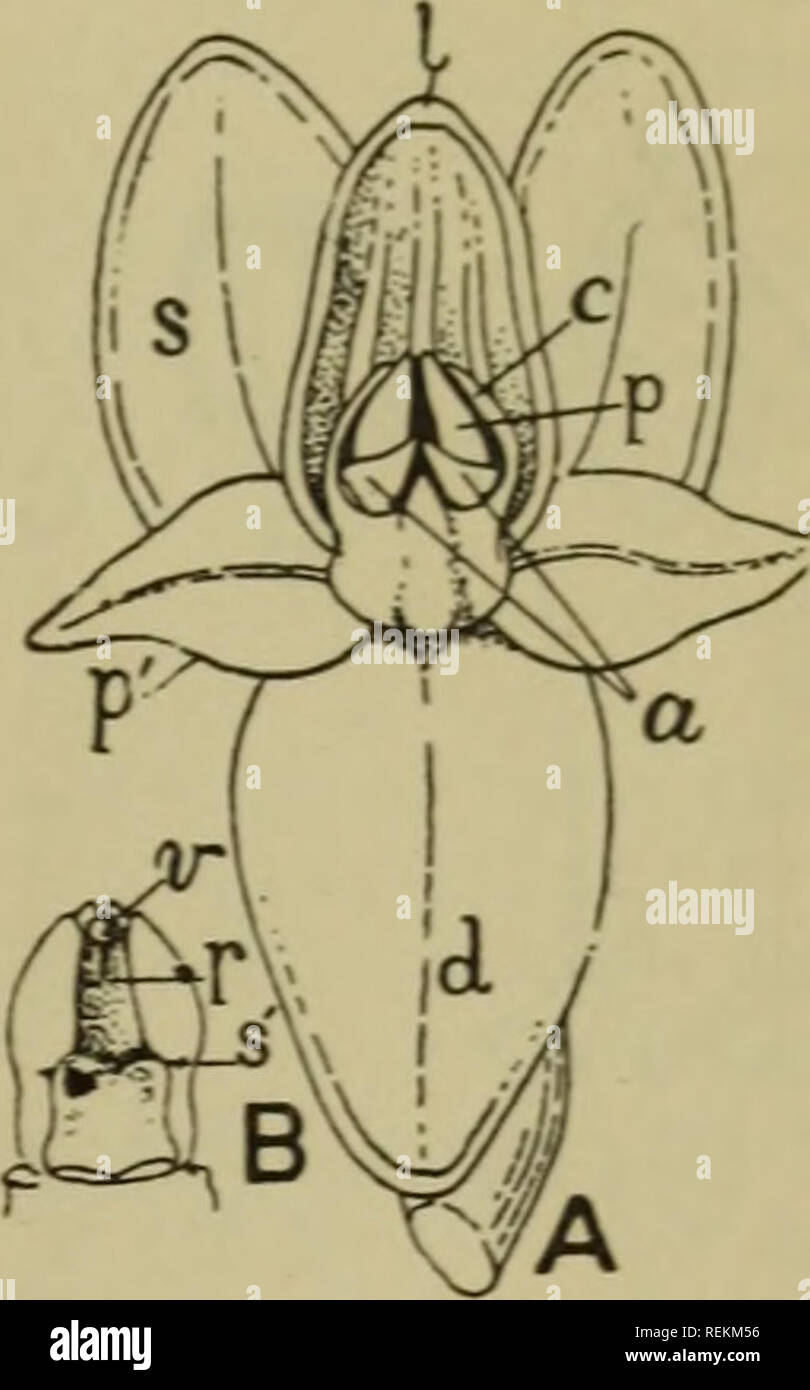 . The classification of flowering plants. Plants. V] ORCHIDACEAE 307 In ...
