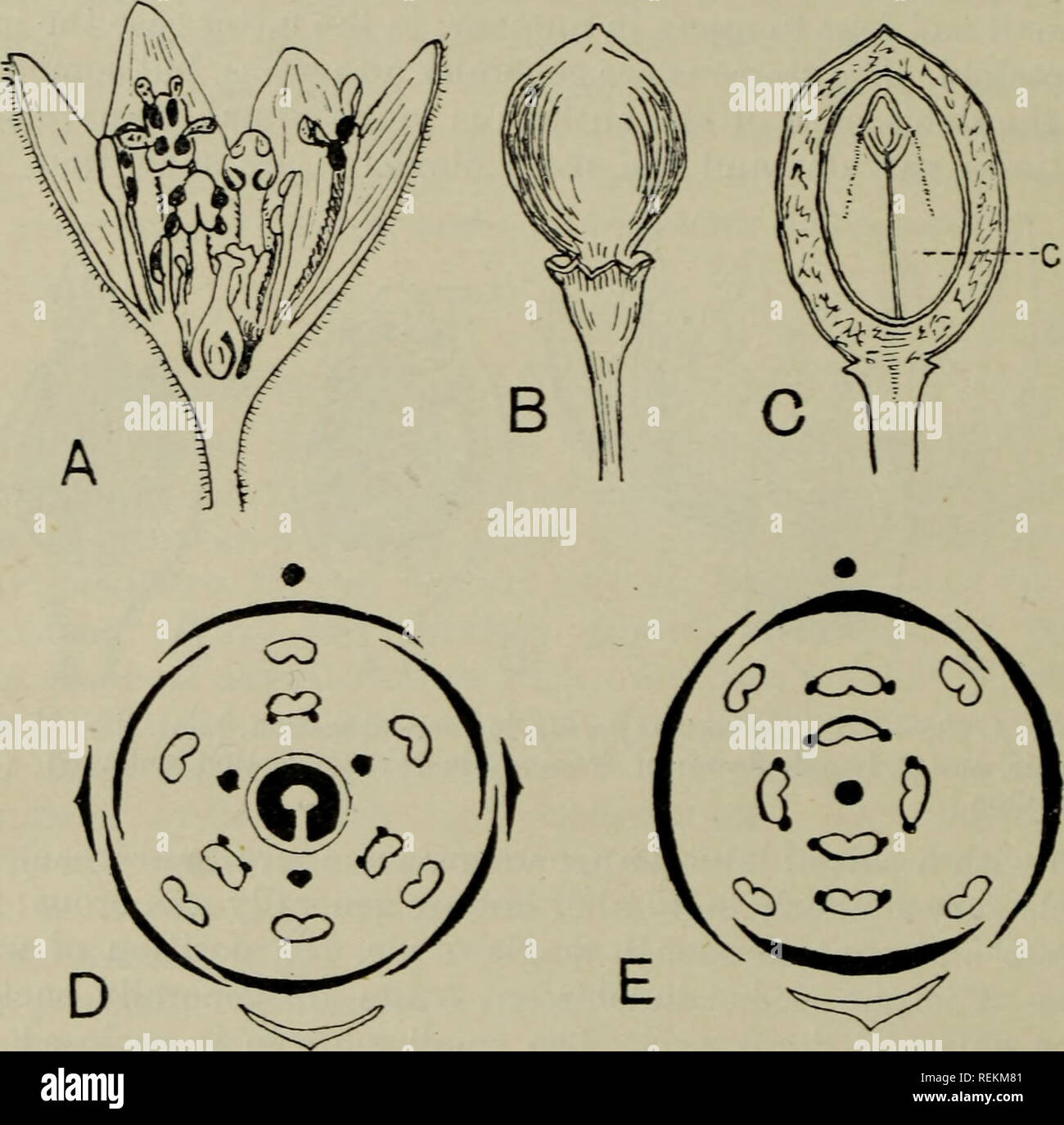 Exstipulate High Resolution Stock Photography and Images - Alamy