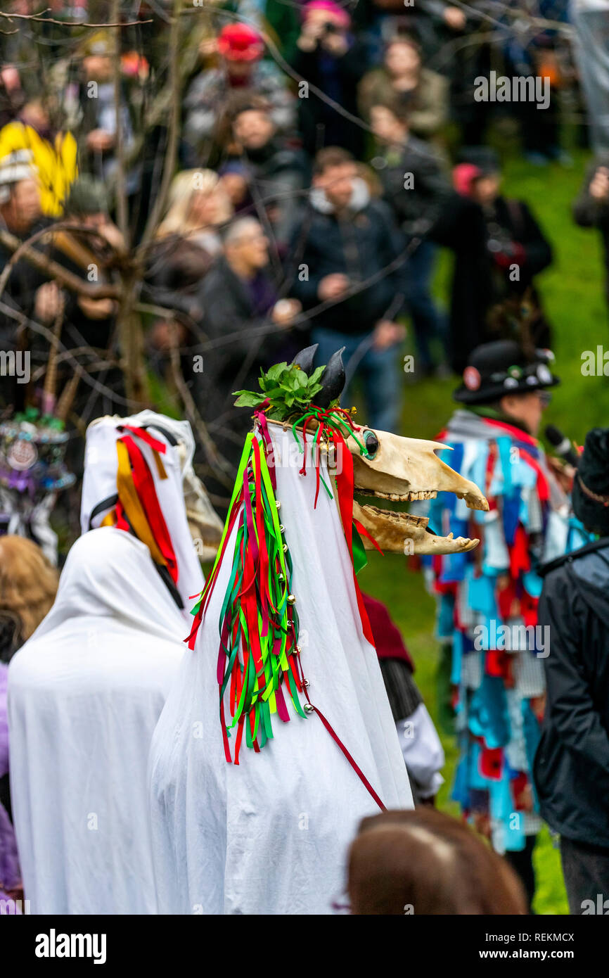 Mari lwyd decorated skull new hi-res stock photography and images - Alamy
