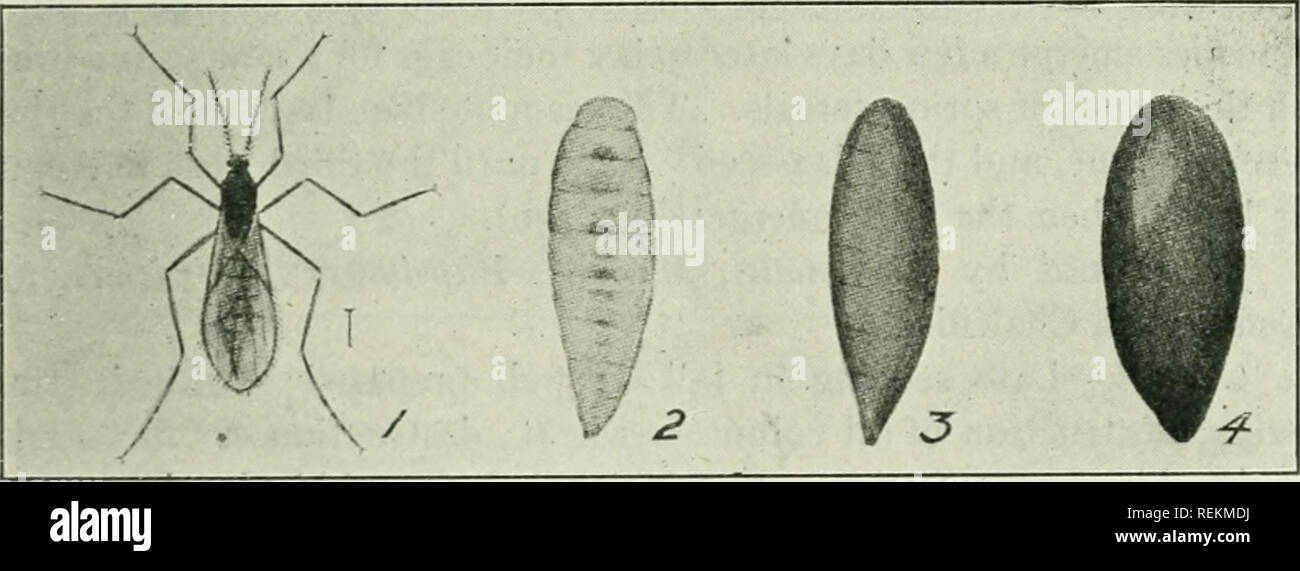 The pupa of an anopheles mosquito hi-res stock photography and images ...