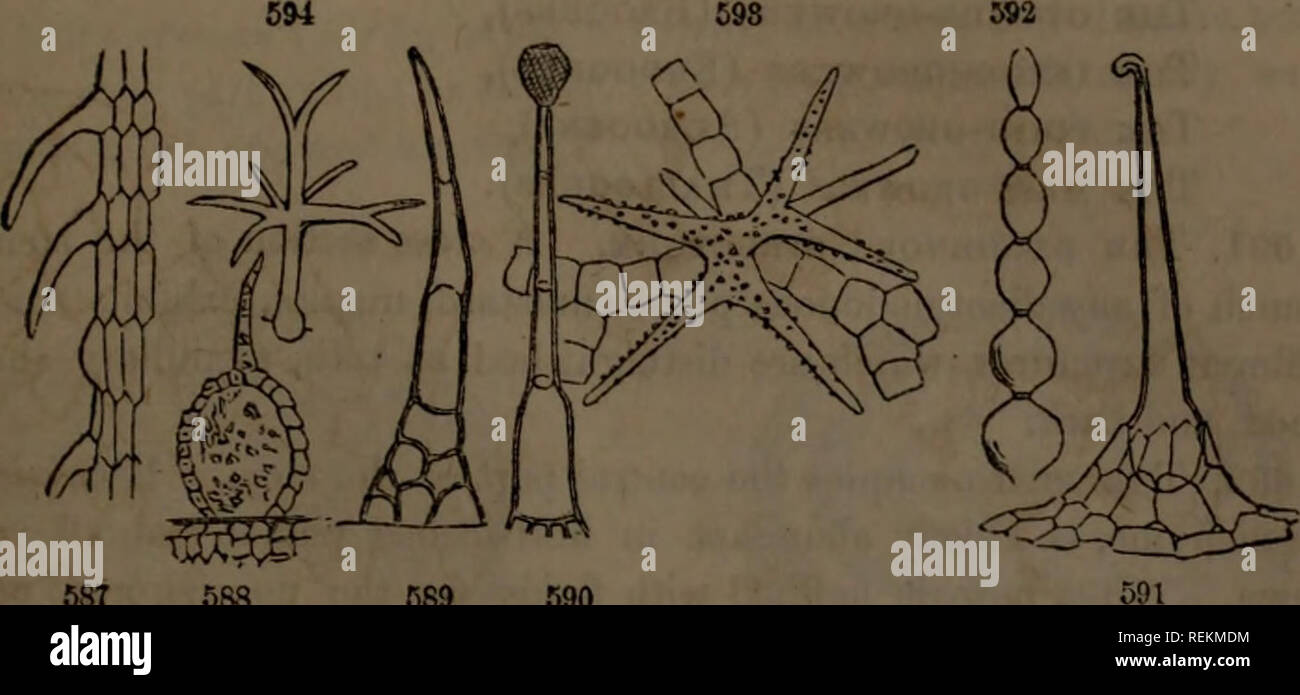 . Class-book of botany : being outlines of the structure, physiology ...