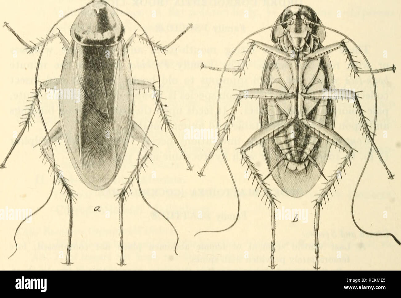 Cockroach life cycle hi-res stock photography and images - Alamy