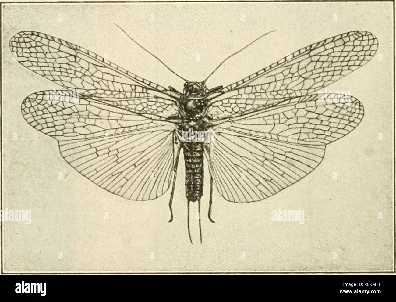Caudal filaments hi-res stock photography and images - Alamy