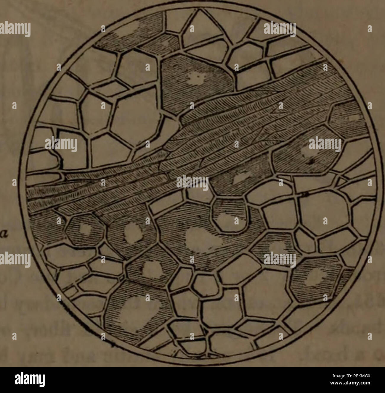 . Class-book of botany : being outlines of the structure, physiology ...