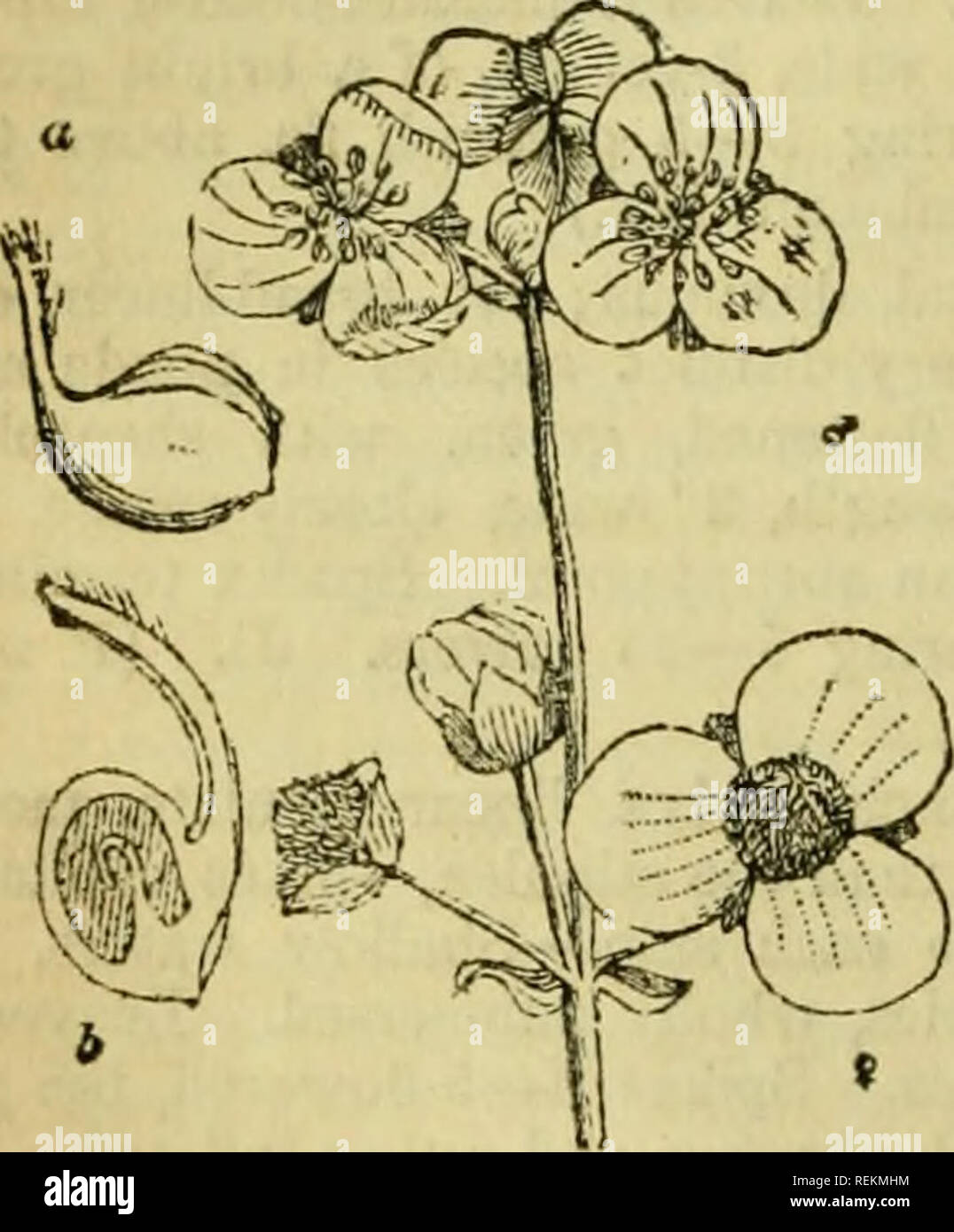 . Class-book of botany: being outlines of the structure, physiology and ...
